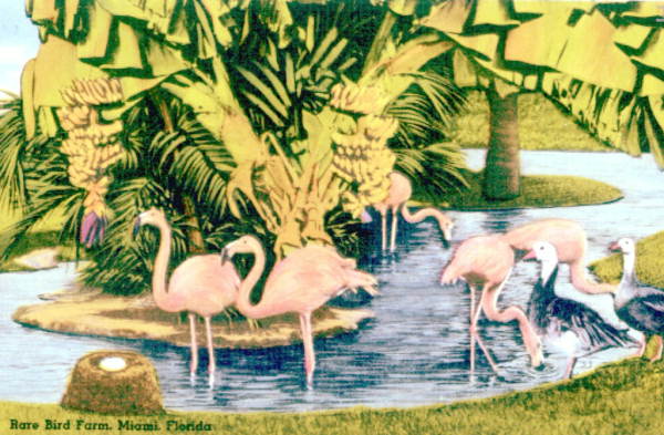 Florida Memory • Rare Bird Farm, Miami, Florida.