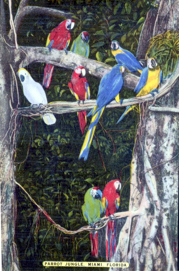 Florida Memory • Parrots and a strangling fig in Parrot Jungle - Miami ...