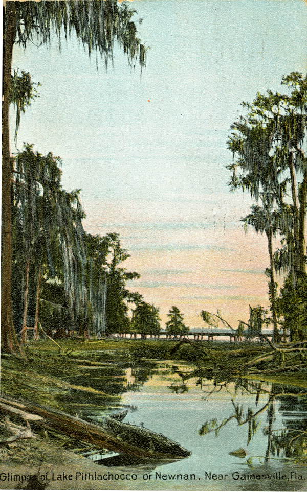 Florida Memory • Glimpse of Lake Pithlachocco or Newnan near ...