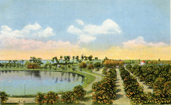 Florida Memory • Orange grove in the Lake district of Florida