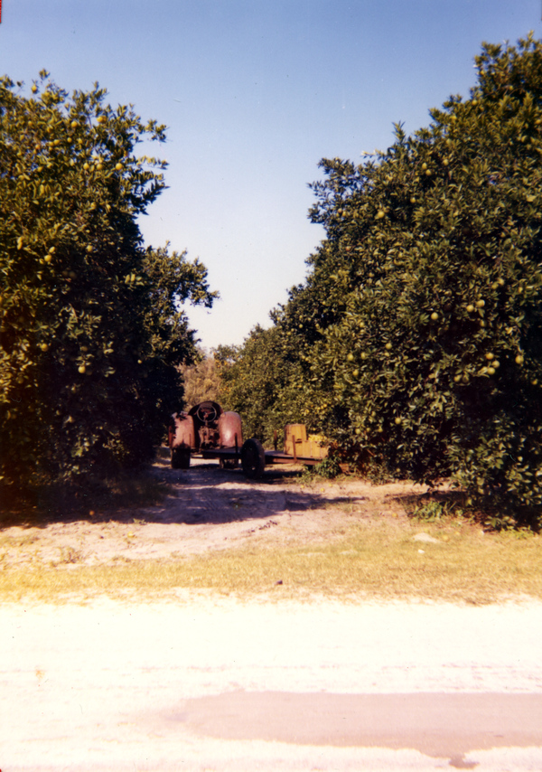 Florida Memory • Orange grove in Largo.