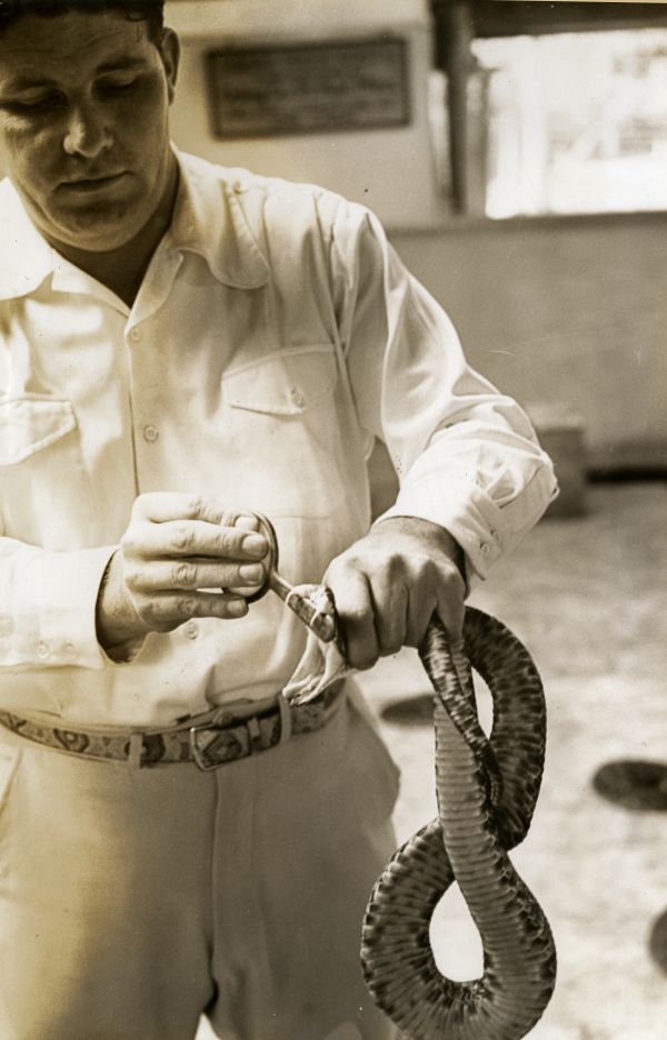 Florida Memory • Ross Allen displaying rattlesnake fangs during an ...