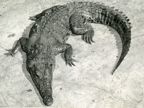 Florida Memory • Crocodile at the Ross Allen Reptile Institute in Ocala.