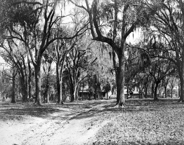 Florida Memory • Waverly Grove Plantation
