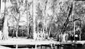 Florida Memory • Bathers and visitors at Kissengen Springs