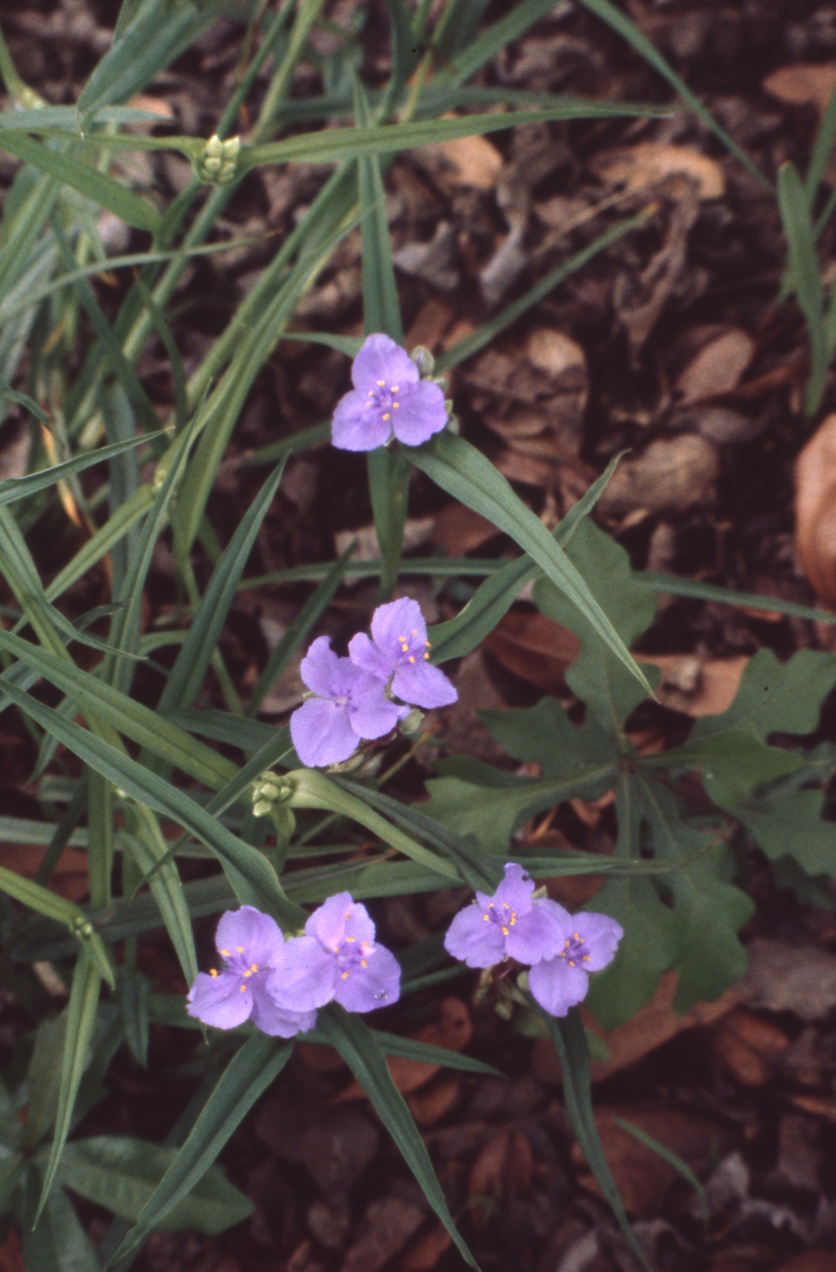 Florida Memory • Spiderwort - Tallahassee, Florida