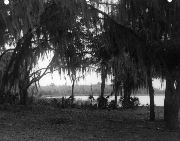 Florida Memory • View of woods and lake where The Yearling was filmed