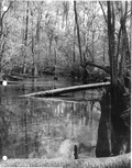 Florida Memory • Trees near a pond - Orange Springs, Florida