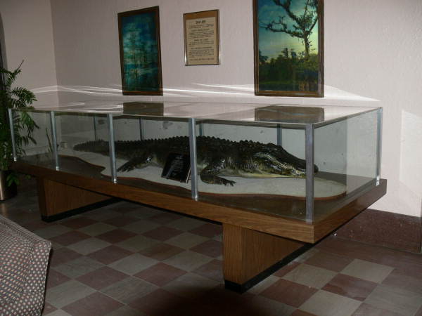 Florida Memory • "Legendary reptile" Old Joe at the Edward Ball Wakulla ...