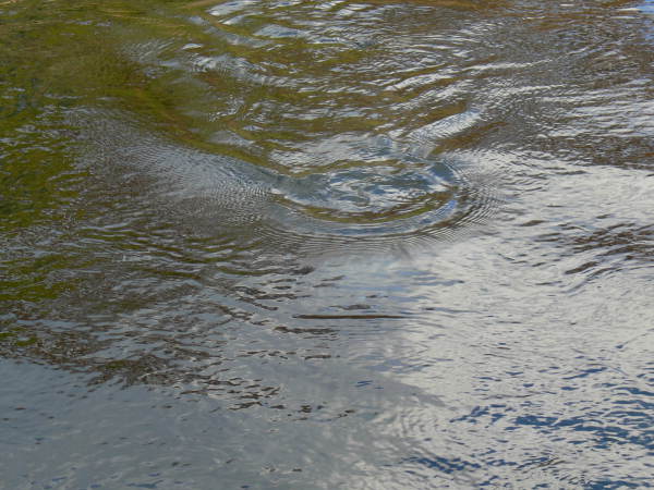 Florida Memory • View showing partial view of a manatee tail fin under ...