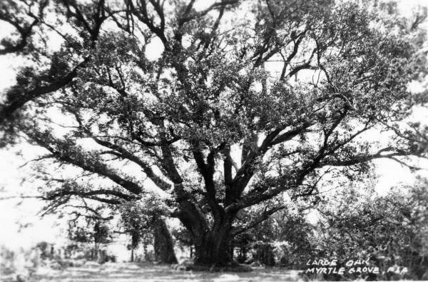 Florida Memory • Postcard of a large oak tree in Myrtle Grove, Florida.