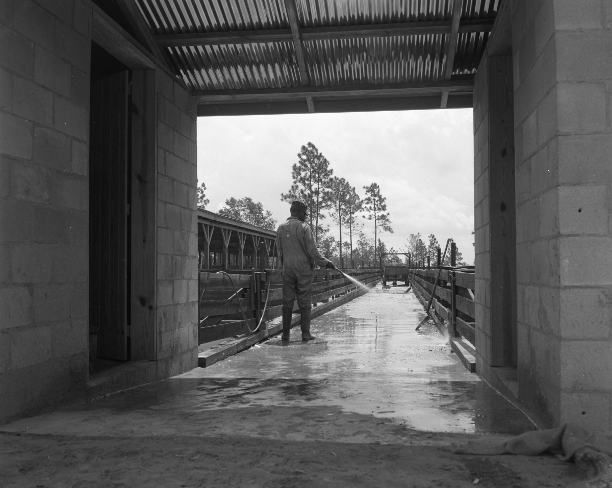 Florida Memory • Madison pig farm