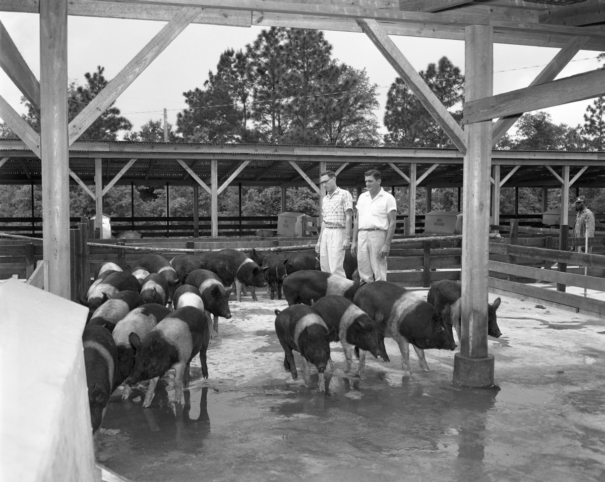 Florida Memory • Madison pig farm