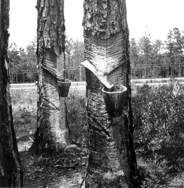 Florida Memory • Turpentine trees in North Florida