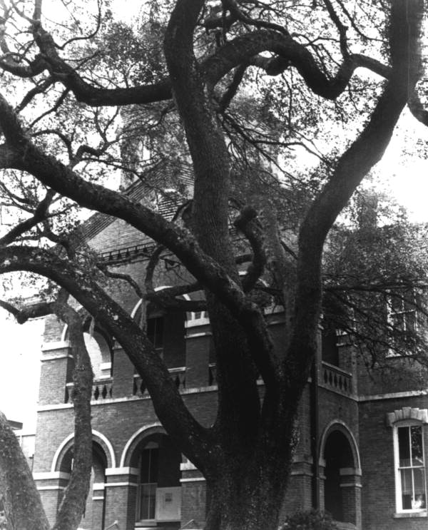 Florida Memory • View of oak tree in front of Osceola County courthouse ...
