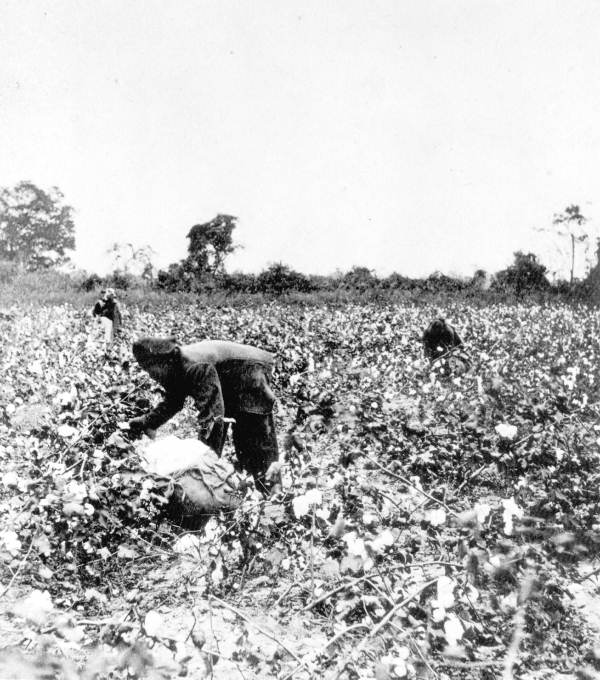 Florida Memory • Laborers in the fields picking cotton