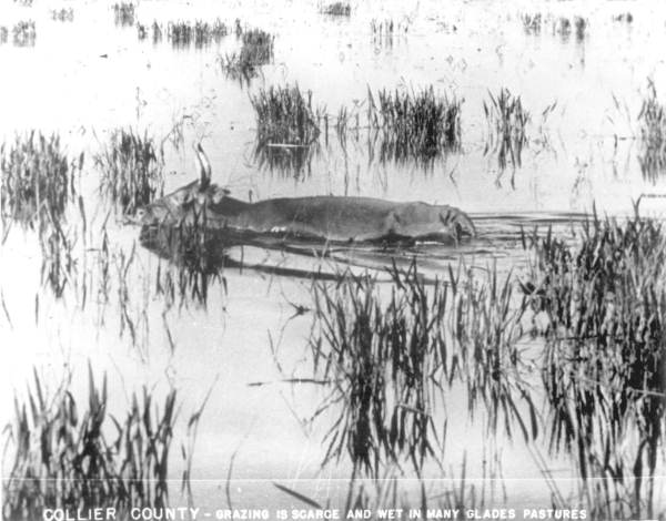 Florida Memory • Cow caught in flood - Collier County, Florida