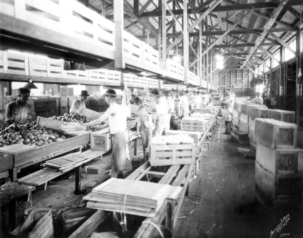 Florida Memory • Tomato packing house in Bradenton