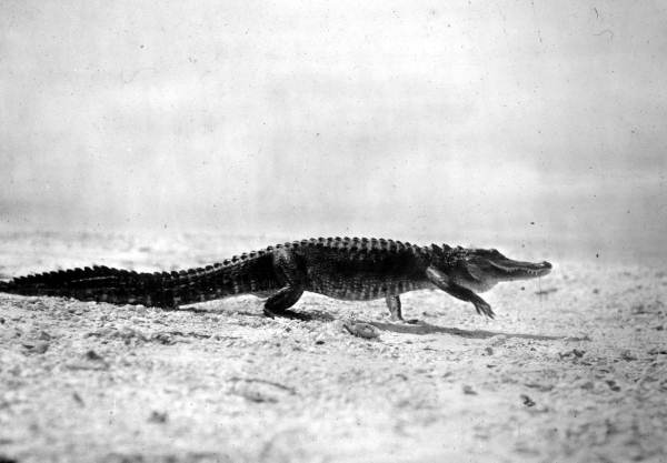 Florida Memory • Alligator walking