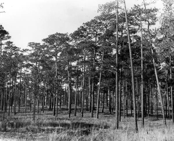 Florida Memory • Virgin longleaf pine on Millpond Plantation ...