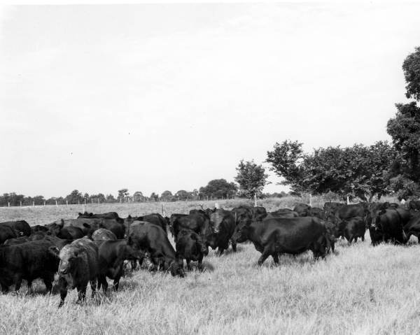 Florida Memory • Grazing black Angus cattle