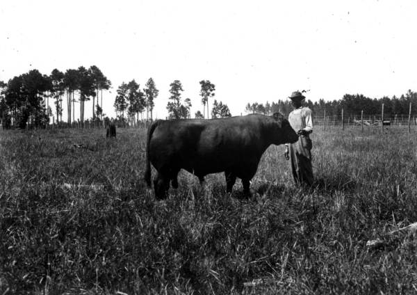 Florida Memory • G.G. Logan with Angus bull - Jacksonville, Florida