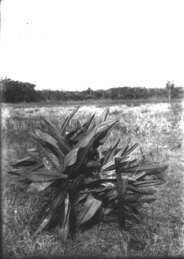 Florida Memory • Oncidium undulatum