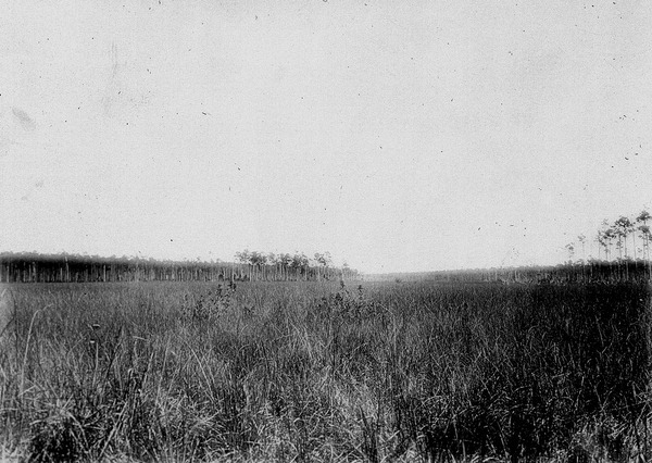 Florida Memory • Border between pinelands and Everglades