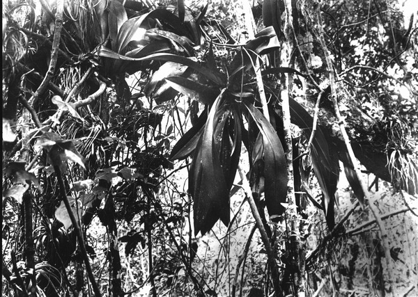 Florida Memory • Oncidium undulatum in live oak