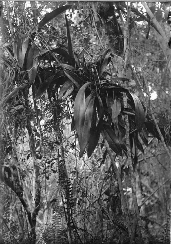 Florida Memory • Large Oncidium undulatum in dense forest