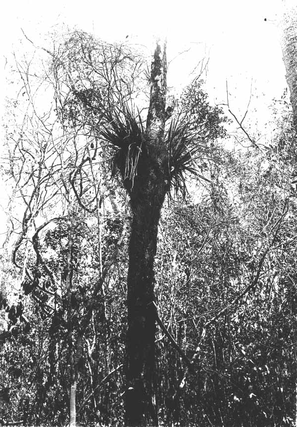 Florida Memory • Large plant of butterfly orchid (Oncidium undulatum ...