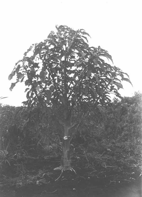 Florida Memory • Acnida growing in peat