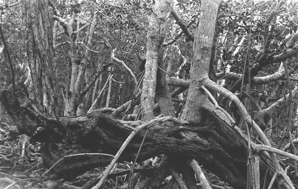 Florida Memory • Trunk of Conocarpus erectus and mangrove roots