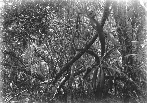 Florida Memory • Oncidium undulatum in flower