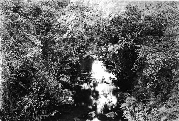 Florida Memory • Overgrown stream