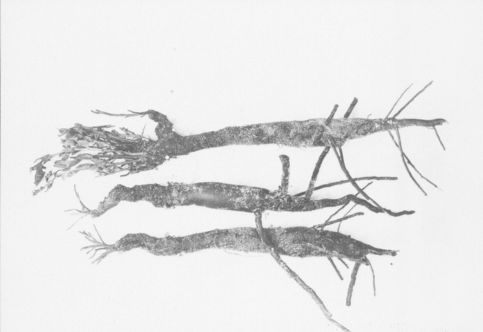 Florida Memory • Roots with stems of Deeringothamnus