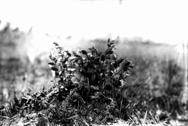 Florida Memory • Deeringothamnus, a new shrub, in flower