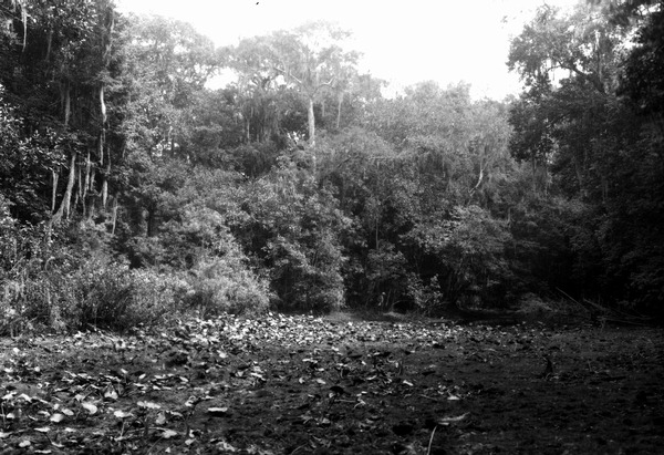 Florida Memory • Low hammock