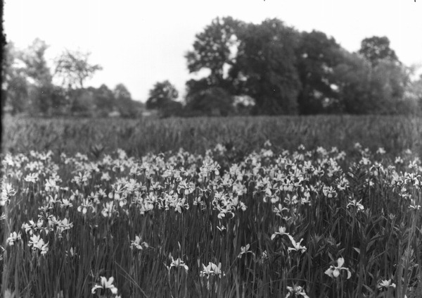 Florida Memory • Iris prismatica growing in a bog