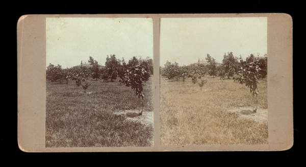 Florida Memory • Orange grove - Miami, Florida