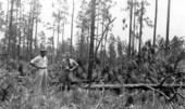 Florida Memory • Tops left in logging suitable for pulpwood