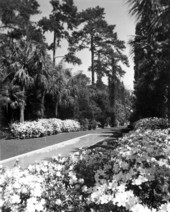 Florida Memory • Reflecting pool at Maclay Gardens State Park - Leon ...