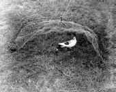 Florida Memory • Hawk bow net trap set with game-bird.