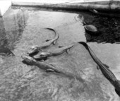 Florida Memory • Alligators at Ross Allen's Reptile Institute.