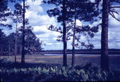 Florida Memory • Scenic view at the Faver-Dykes State Park - Saint ...