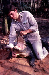 Florida Memory • Man wrestling alligator at the Ross Allen Reptile ...