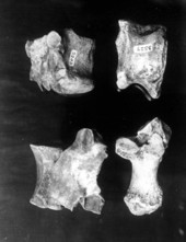 Florida Memory • Various foot bones from the Mixson Plantation