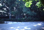 Florida Memory • Banyan tree on the grounds of Thomas Edison's house at ...