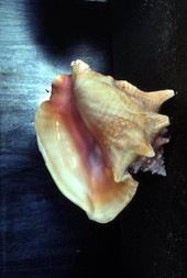 Florida Memory • Close-up view of a Florida Keys conch shell.