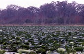 Florida Memory • River Styx swamp near Cross Creek in Alachua County.